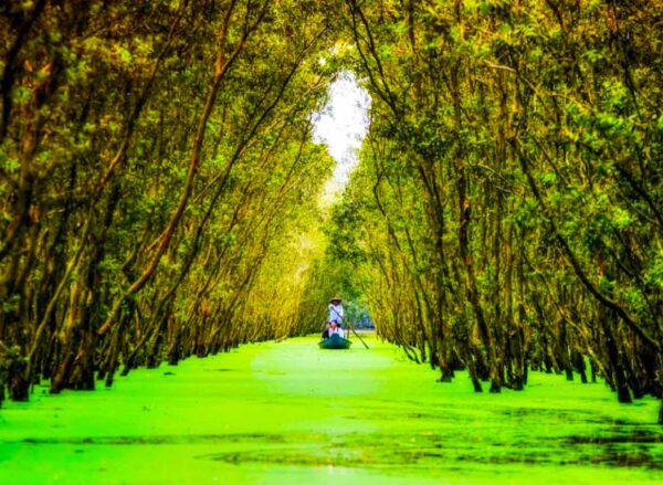 Khu du lịch Gáo Giồng Đồng Tháp - Rừng tràm nguyên sinh