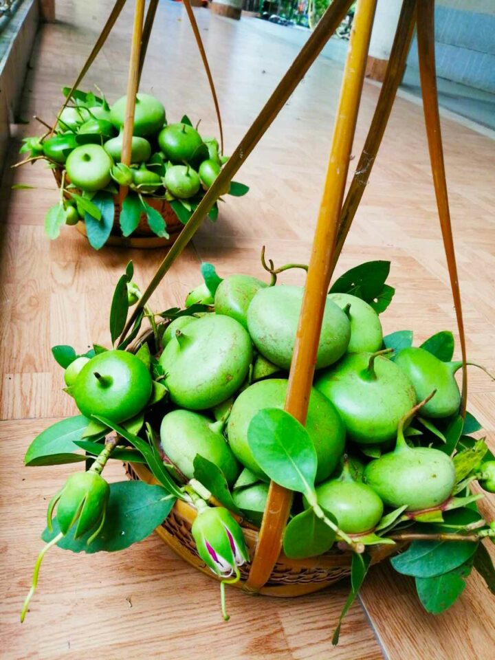 Trái bần - Top 8 món ăn độc đáo từ trái bần chua miền Tây